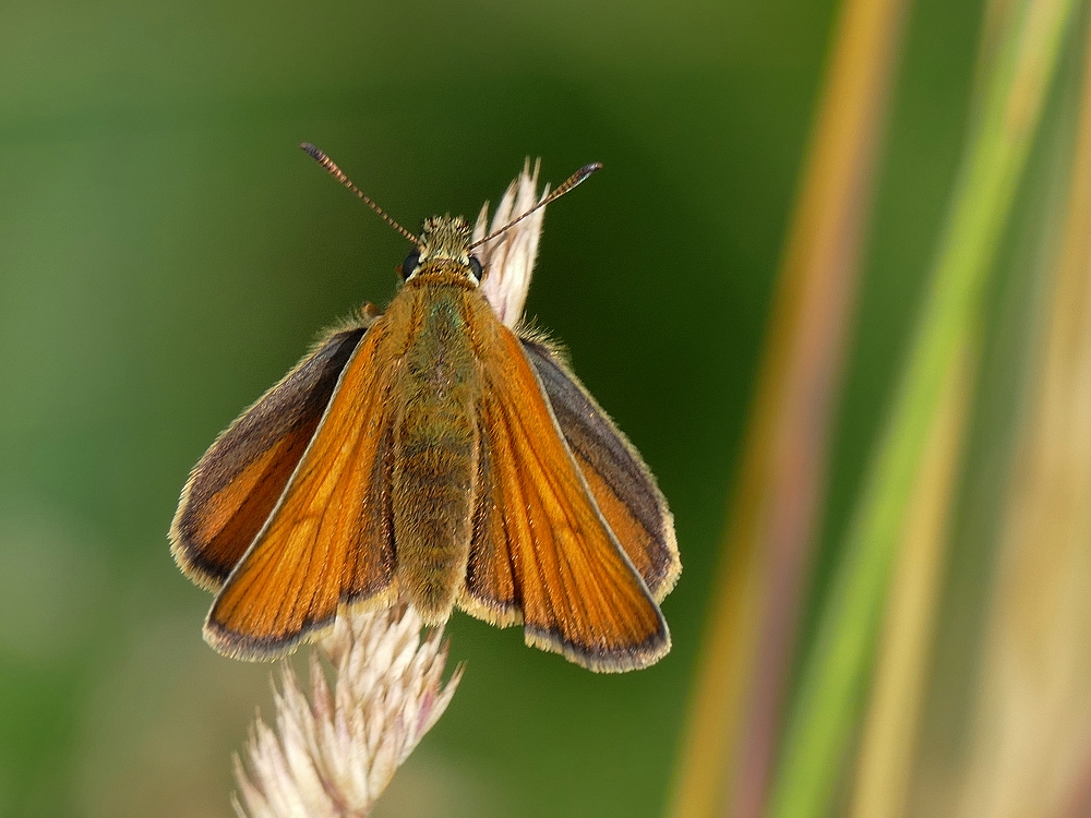 Dickköpfiger Dickkopf Foto & Bild | natur, wildlife, falter Bilder auf ...
