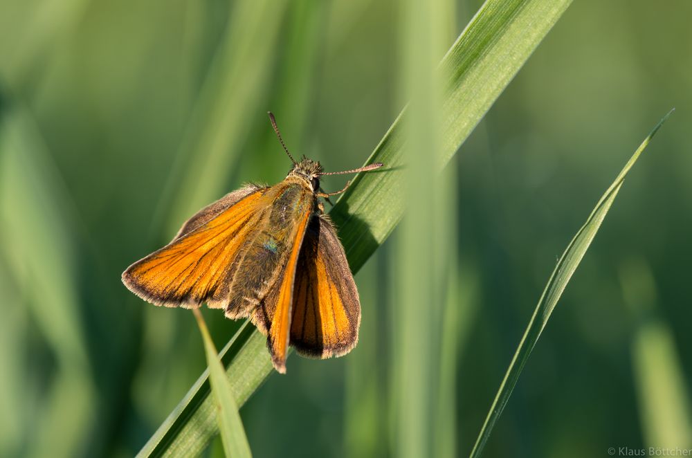 Dickkopf Foto & Bild | tiere, wildlife, schmetterlinge Bilder auf ...
