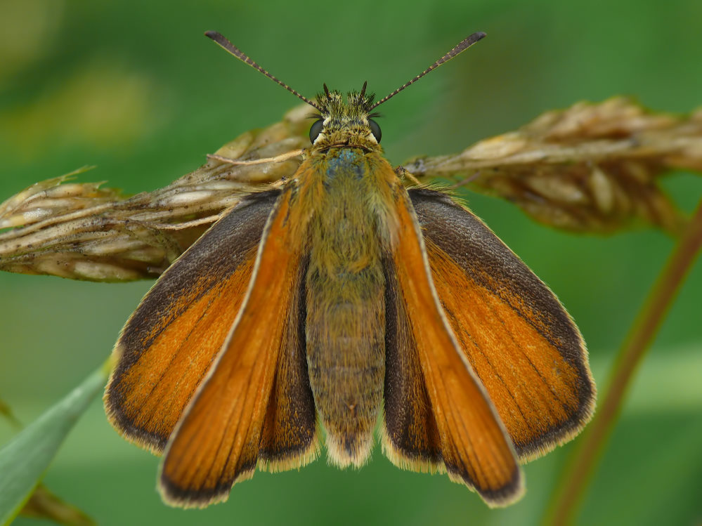 Dickkopf Foto & Bild | tiere, wildlife, schmetterlinge Bilder auf ...