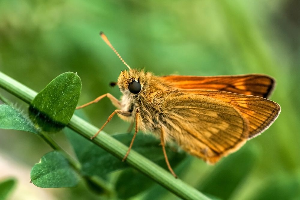 Dickkopf Foto & Bild | tiere, wildlife, schmetterlinge Bilder auf ...