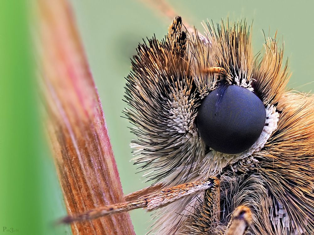 Dickkopf...... Foto & Bild | outdoor, makro, natur Bilder auf fotocommunity