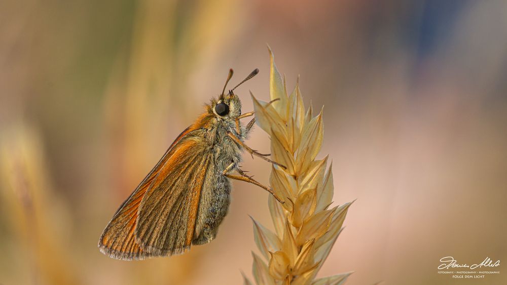 Dickkopf Foto & Bild | tiere, wildlife, schmetterlinge Bilder auf ...