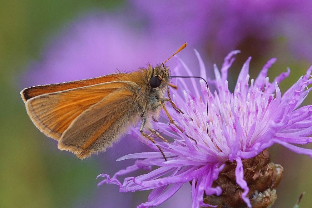 Dickkopf Foto & Bild | tiere, wildlife, schmetterlinge Bilder auf ...