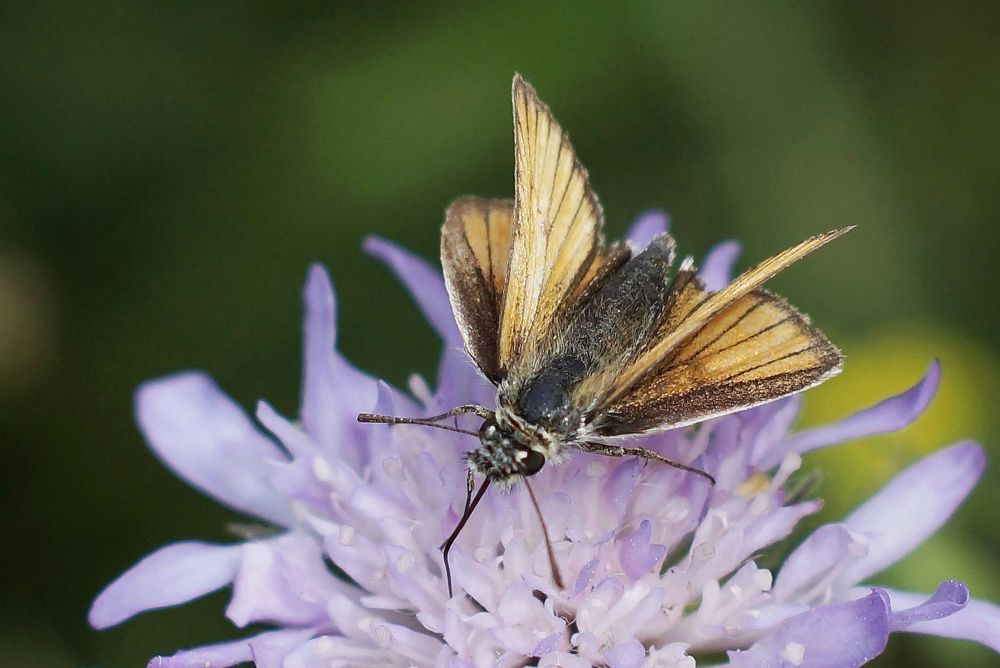 Dickkopf ... Foto & Bild | natur, insekten, tiere Bilder auf fotocommunity