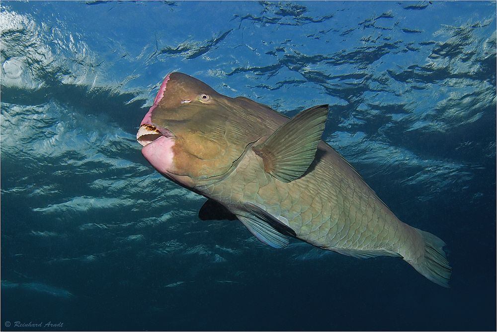 Dickkopf Foto & Bild | asien, meer, natur Bilder auf fotocommunity