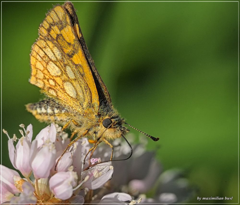 Dickkopf Foto & Bild | natur, pflanzen, insekten Bilder auf fotocommunity