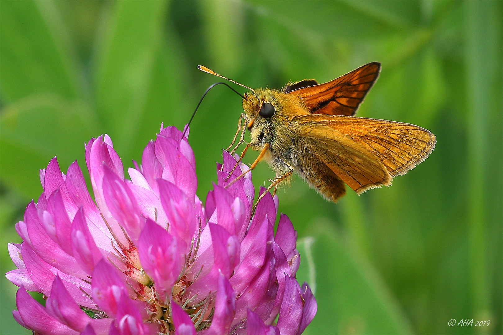 Dickkopf am Rotklee Foto & Bild | natur, insekten, tiere Bilder auf ...
