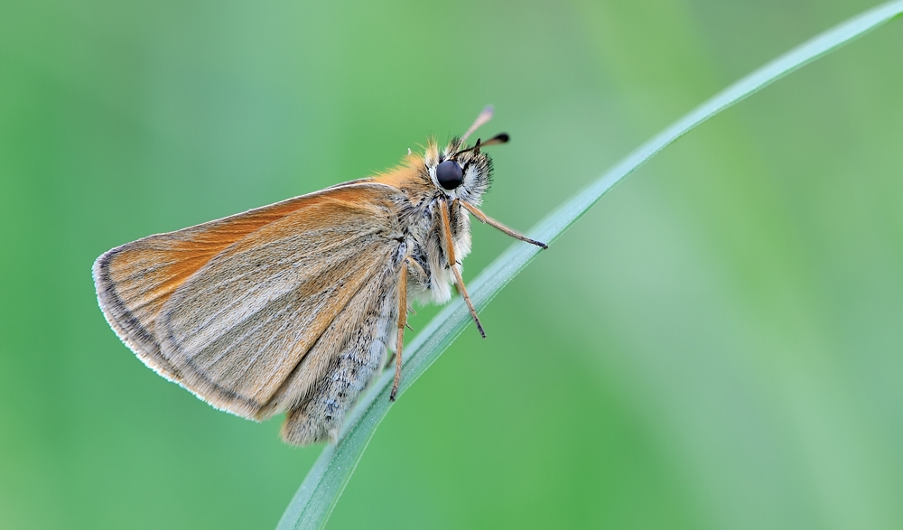 *Dickkopf an Grashalm* Foto & Bild | makrosaison 2012, natur Bilder auf ...