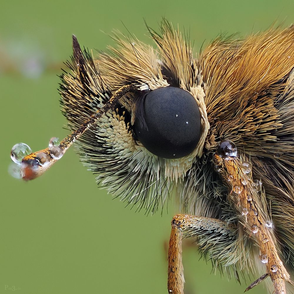 Dickkopf...... Foto & Bild | natur, portrait, tropfen Bilder auf ...