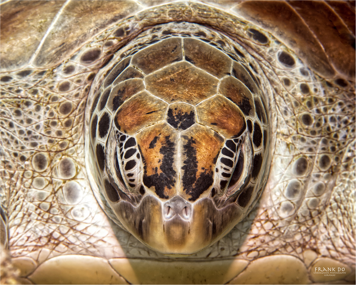 " Dickkopf " Foto & Bild | natur, tiere, wildlife Bilder auf fotocommunity