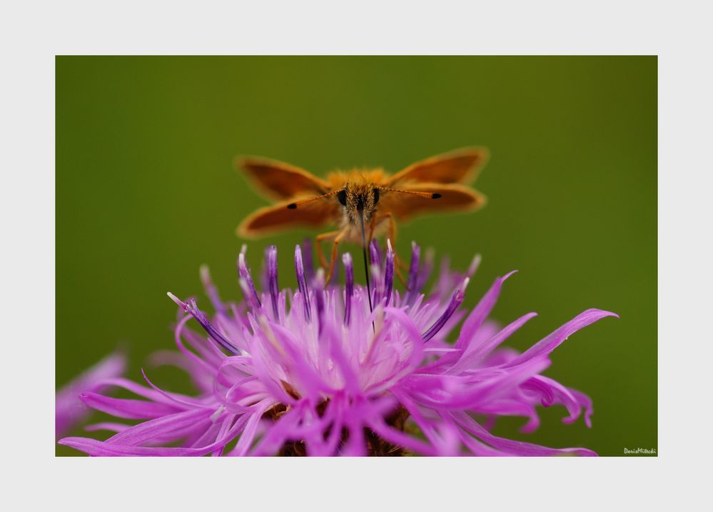 Dickkopf Foto & Bild | makro, natur, macro Bilder auf fotocommunity