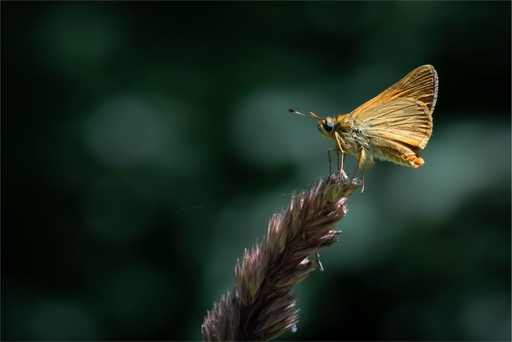 Dickkopf Foto & Bild | nikon, outdoor, makro Bilder auf fotocommunity