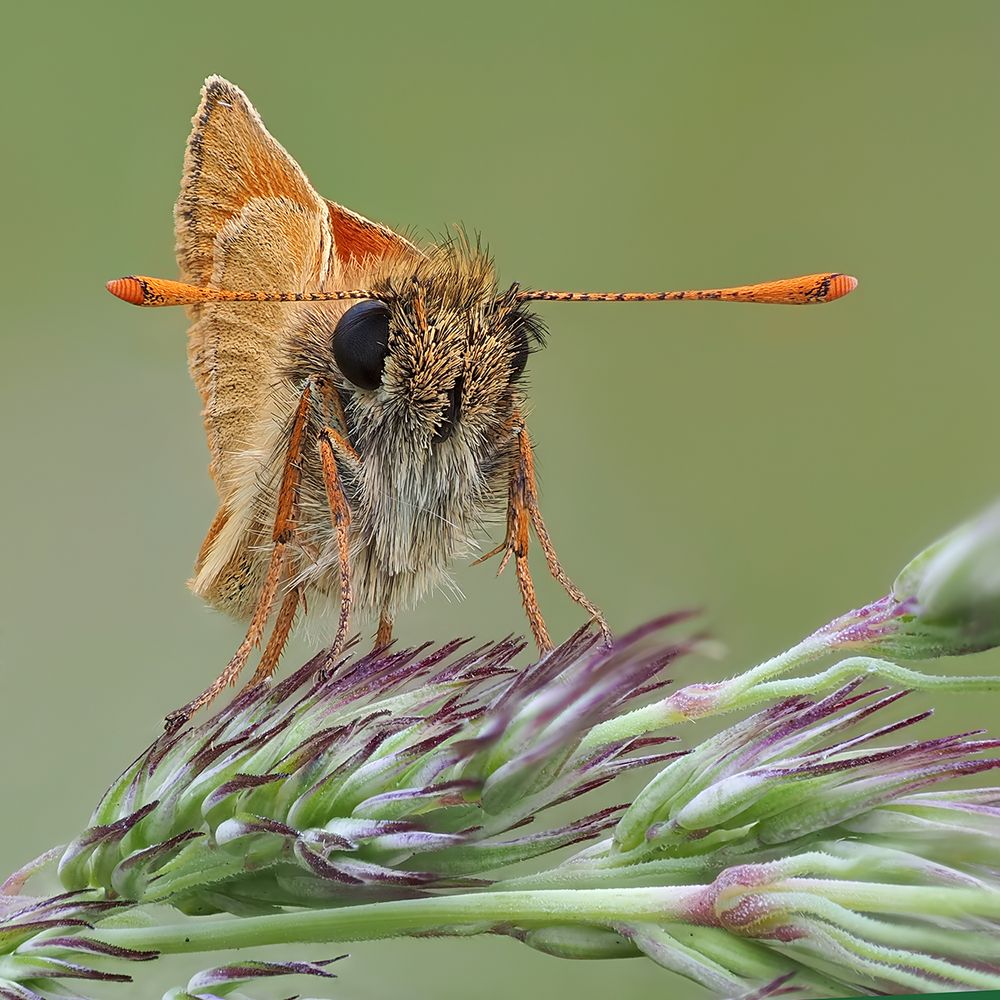 Dickkopf Foto & Bild | makro, wiese, natur Bilder auf fotocommunity
