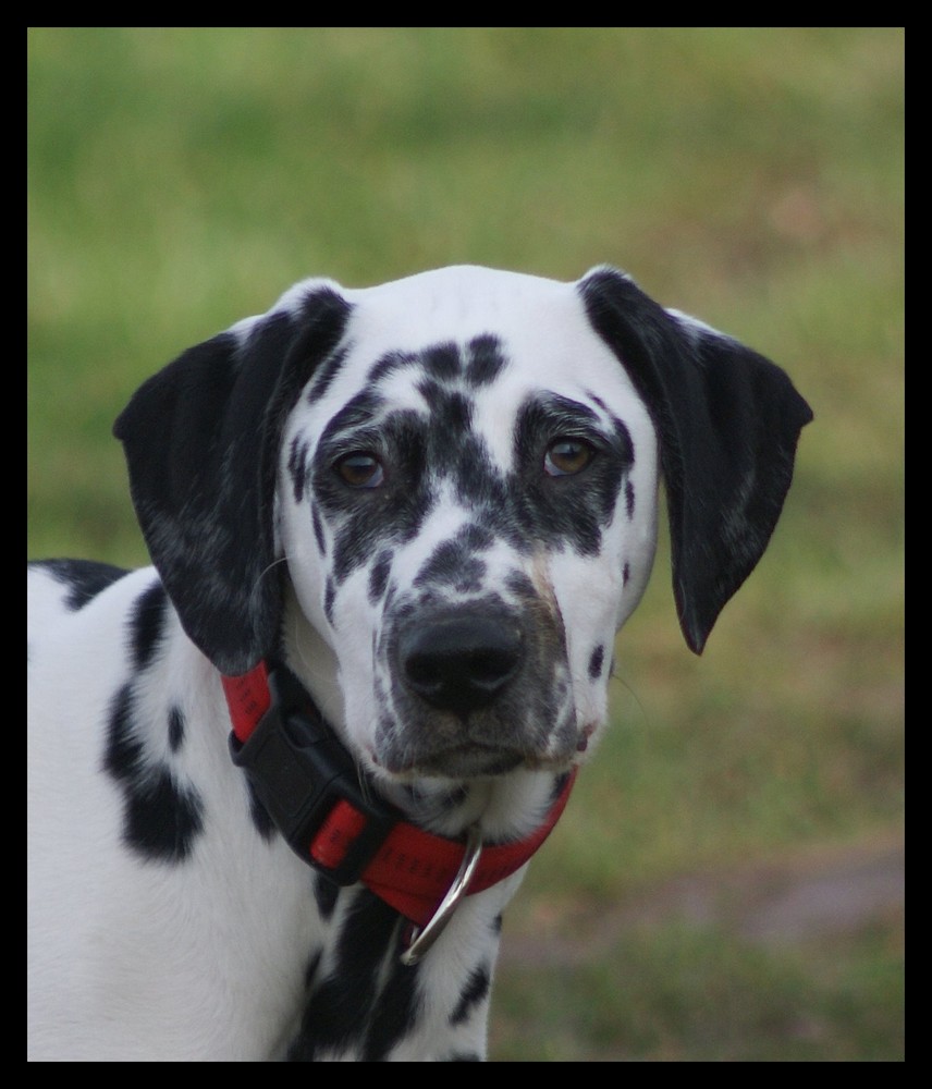 Dickkopf Foto & Bild | tiere, haustiere, hunde Bilder auf fotocommunity