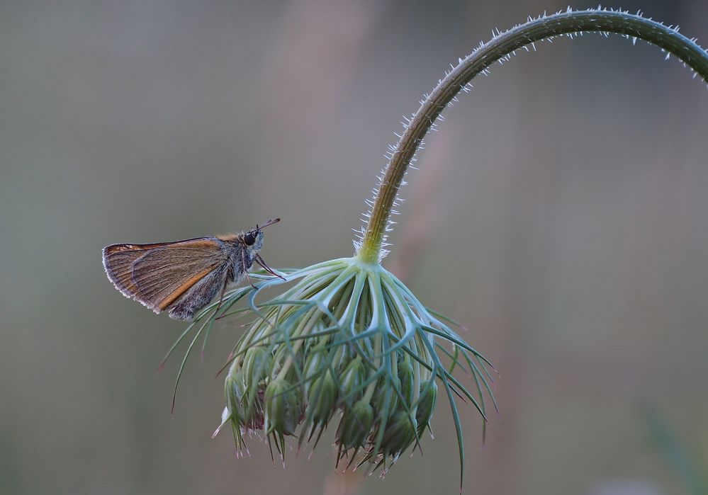 Dickkopf Foto & Bild | makro, wiese, natur Bilder auf fotocommunity