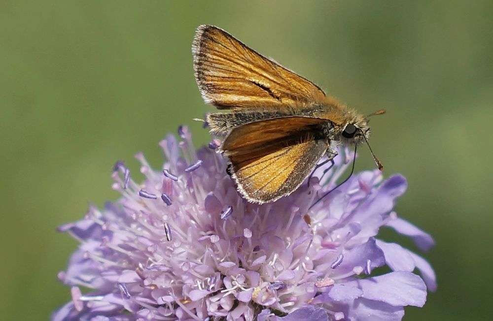 Dickkopf im September Foto & Bild | natur, tiere, wildlife Bilder auf ...