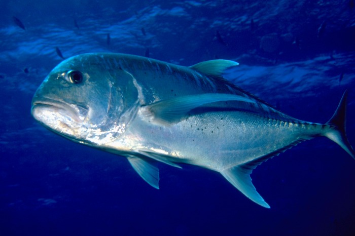 Dickkopf Makrele Foto & Bild | unterwasser, natur-kreativ ...
