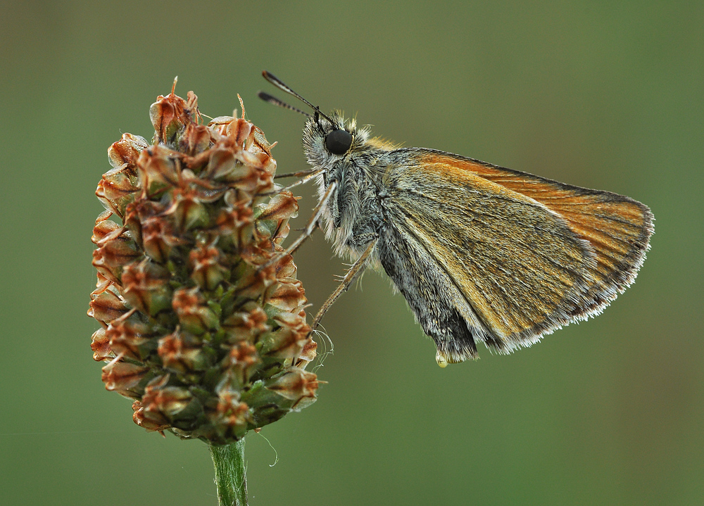 ...Dickkopf vor Sonnenaufgang... Foto & Bild | tiere, wildlife ...