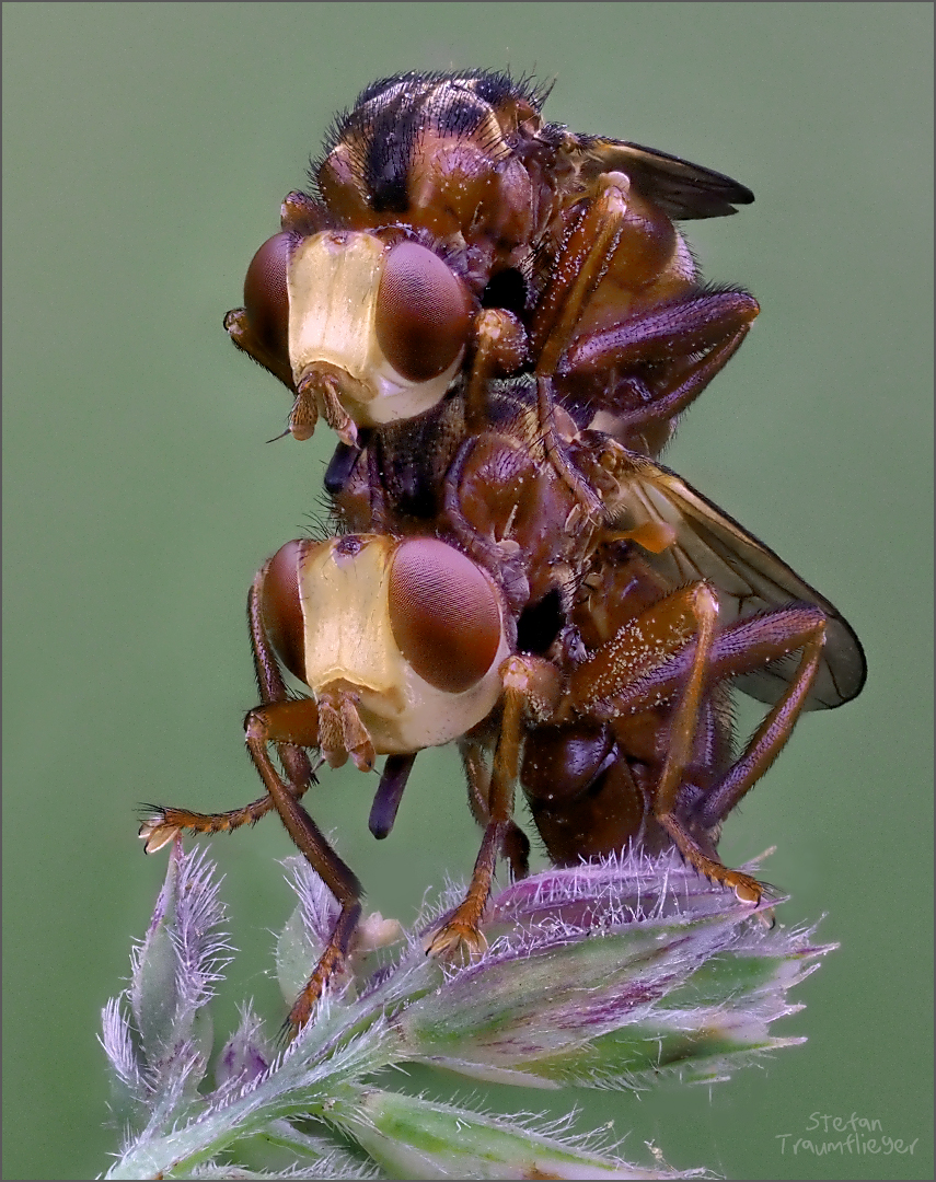 dickkopf_duo_2018 Foto & Bild | tiere, wildlife, insekten Bilder auf ...