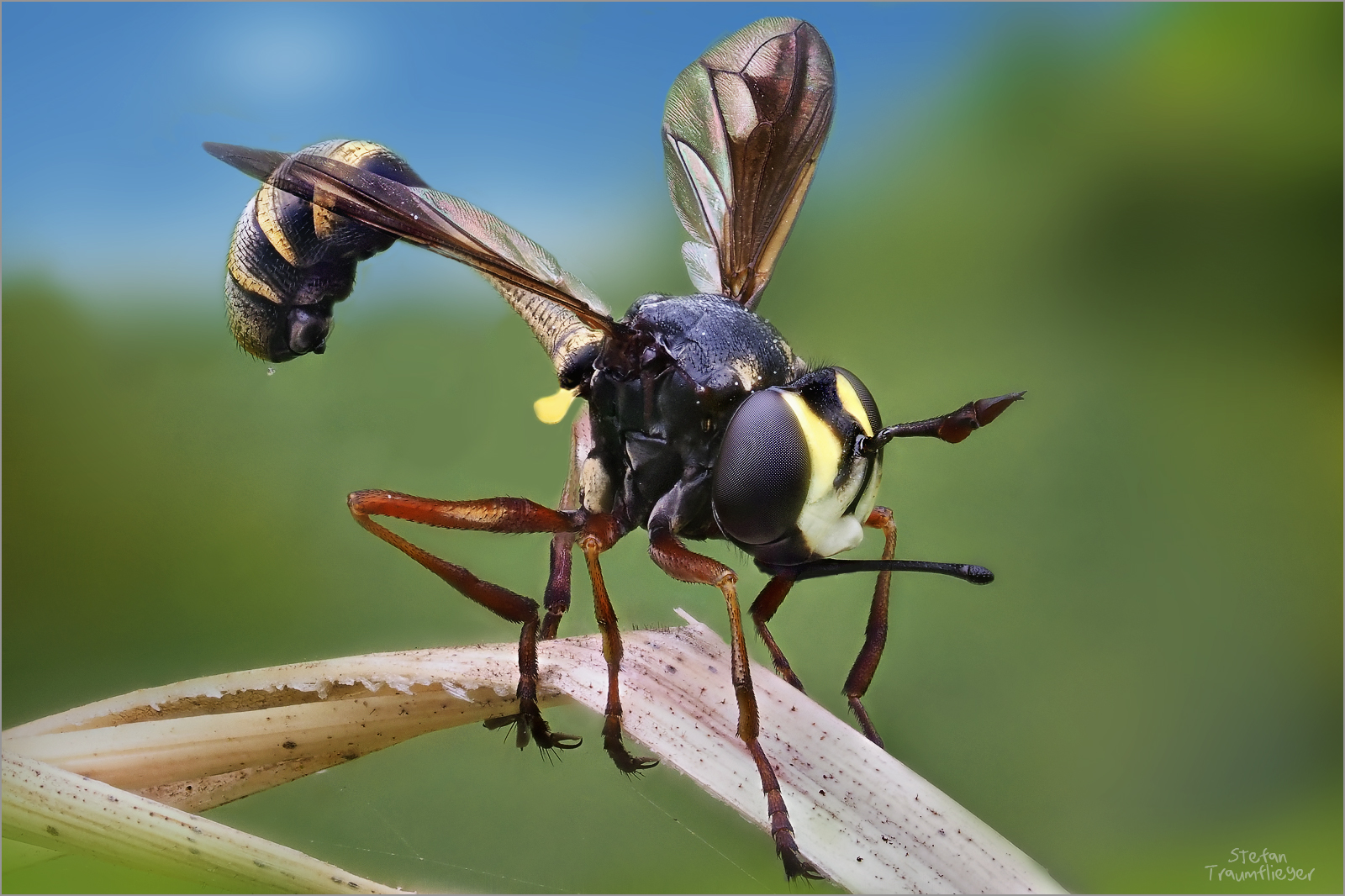 dickkopf_fliege_2 Foto & Bild | tiere, wildlife, insekten Bilder auf ...