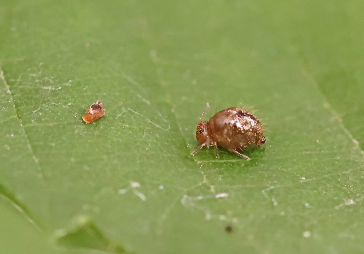 Dicyrtoma fusca Foto & Bild | natur, insekten, tiere Bilder auf ...