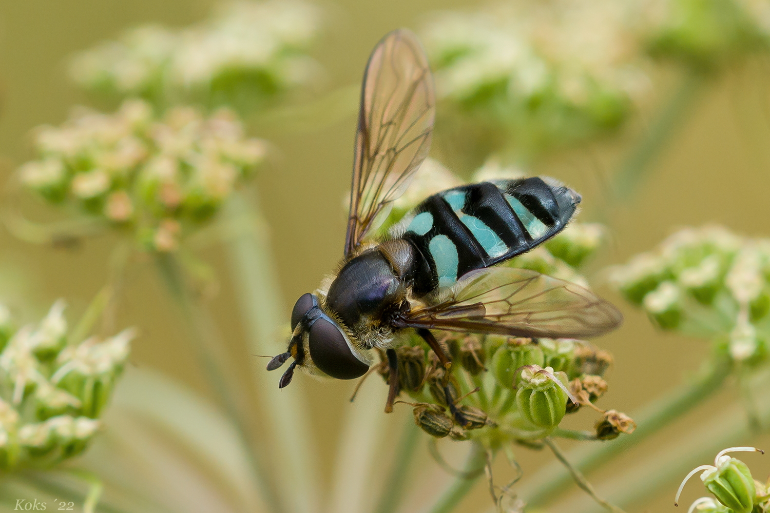 Didea alneti Foto & Bild | tiere, wildlife, insekten Bilder auf ...