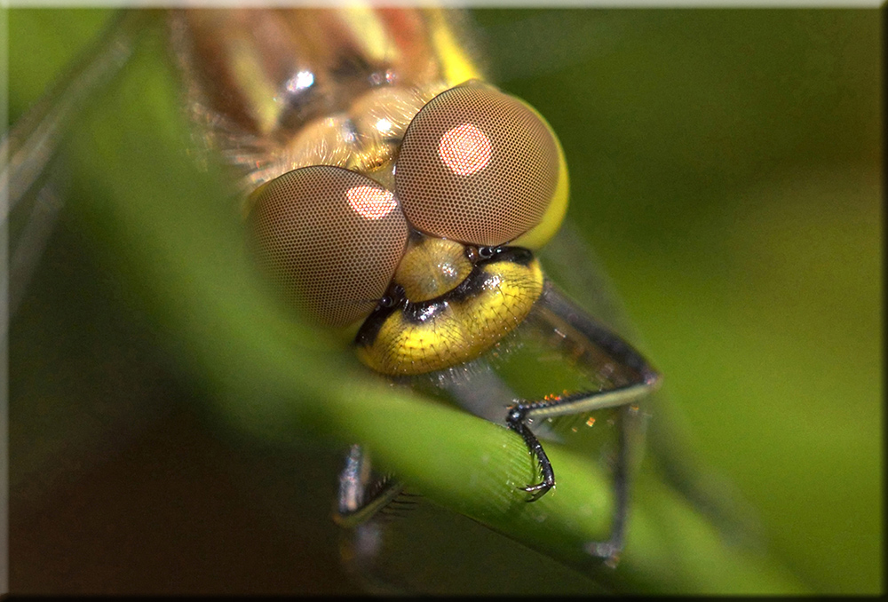 Die 5 Libellenaugen einer Großlibelle Foto & Bild | tiere, wildlife ...
