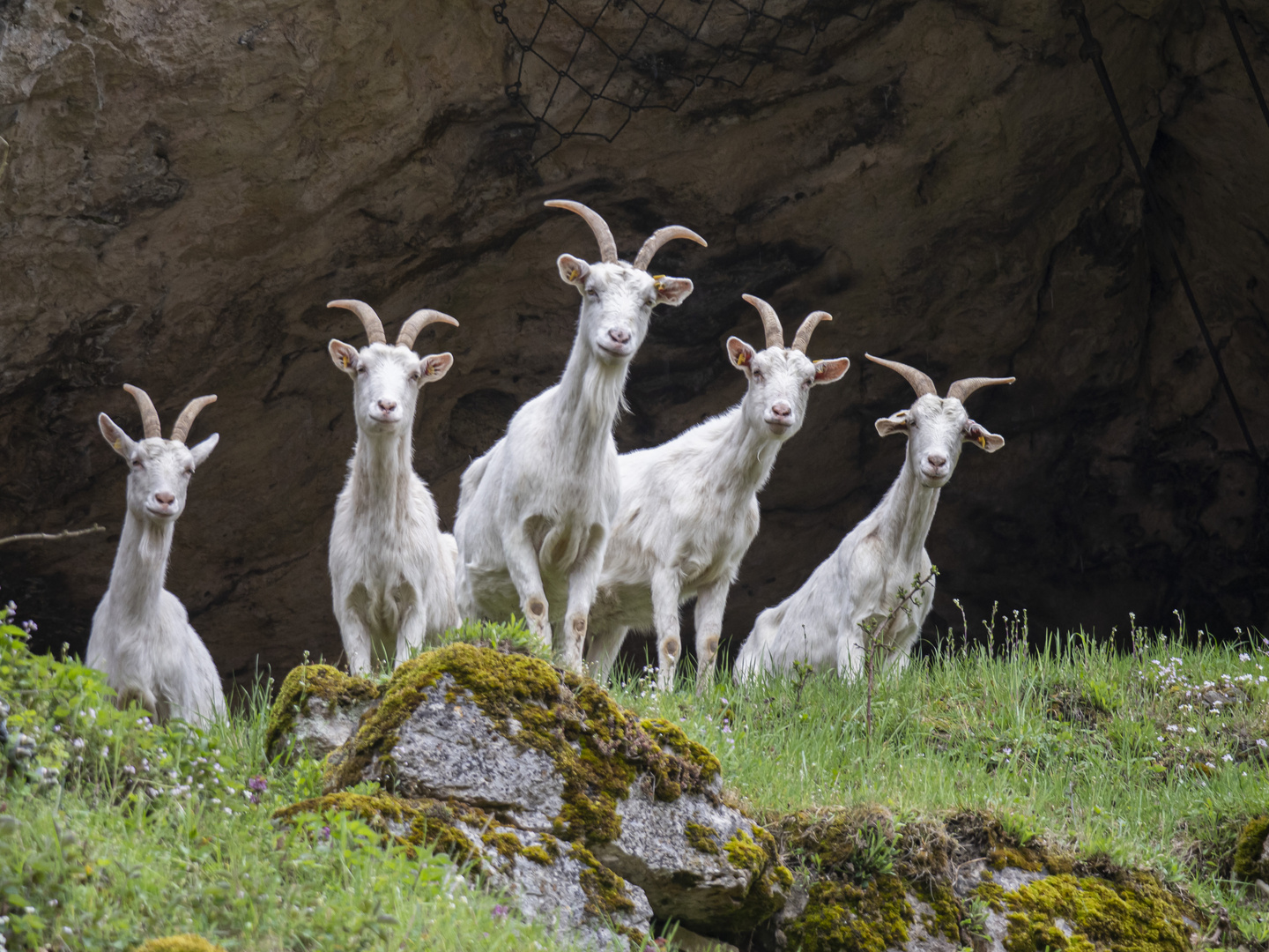 Die 5 von der Burg Foto & Bild | weiß, natur, landschaft Bilder auf ...