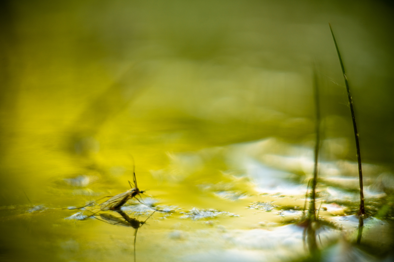 Die Adhäsion der Reflektion Foto & Bild | spezial, wasser, natur Bilder ...