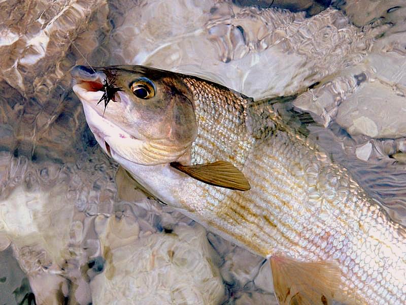 Die Äsche ist Fisch des Jahres 2011 Foto & Bild | sport, angeln ...