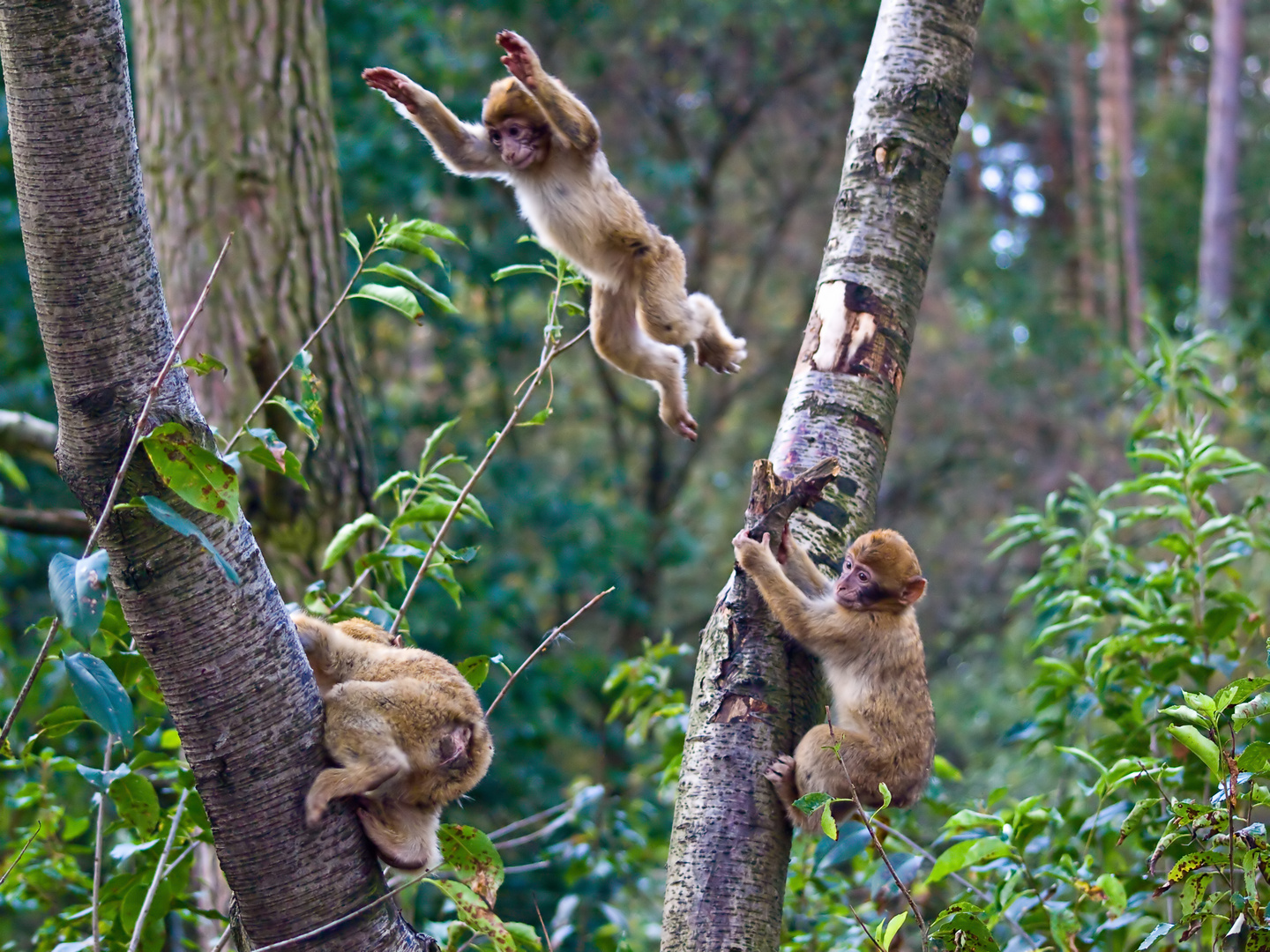 Die Affen rasen durch den Wald... Foto & Bild | tiere, tierkinder, wald ...