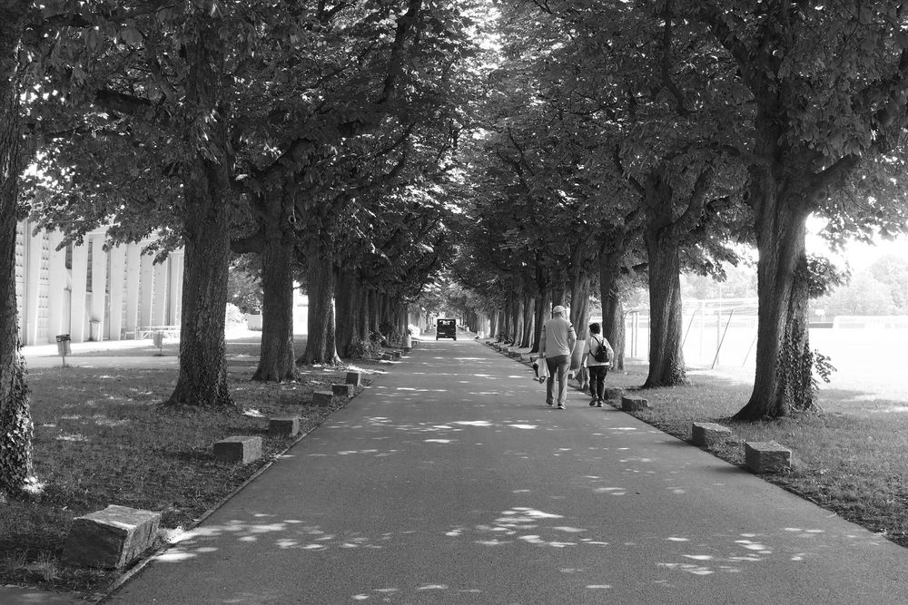 die allee Foto & Bild | projekte, 5 - schwarzweißer freitag, thementage ...