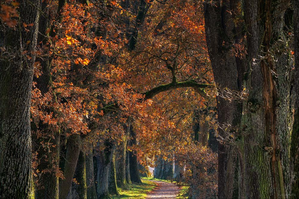 Die Allee Foto & Bild | deutschland, europe, bayern Bilder auf ...
