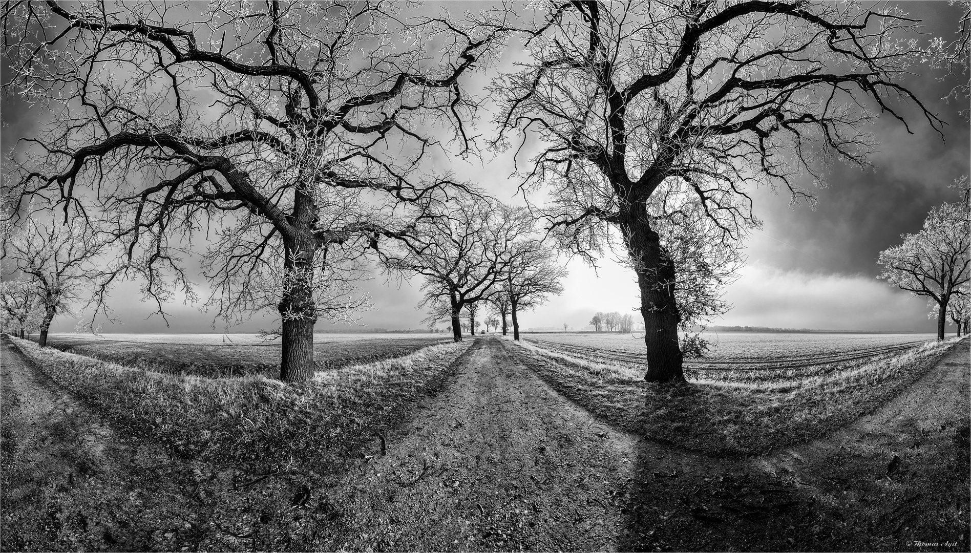 Die Allee - 360° Foto & Bild | bäume, wolken, winter Bilder auf ...