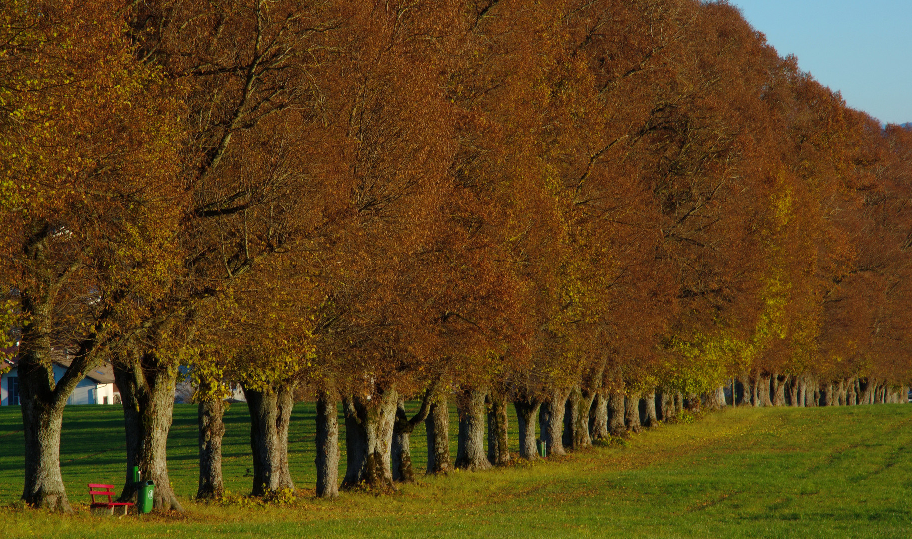 Die Allee... Foto & Bild | landschaft, jahreszeiten, herbst Bilder auf ...
