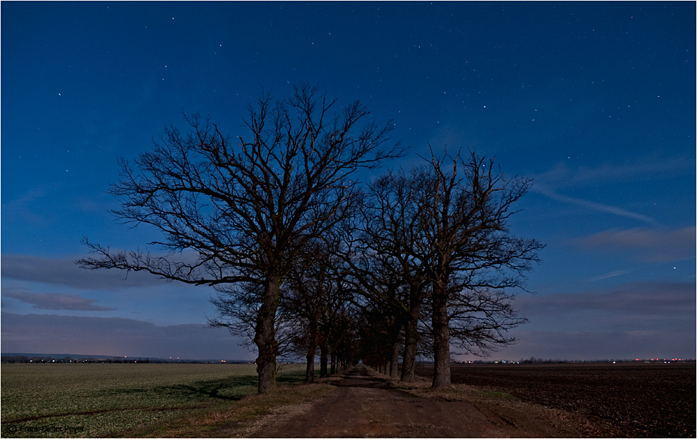Die Allee Foto & Bild | landschaft, naturlandschaft bei nacht, die ...