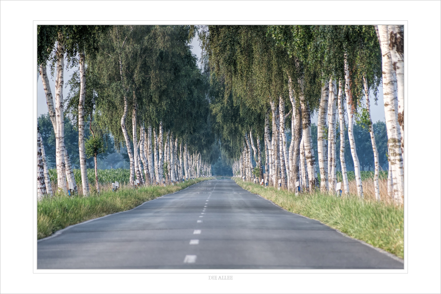 Die Allee Foto & Bild | strasse, allee, birken Bilder auf fotocommunity