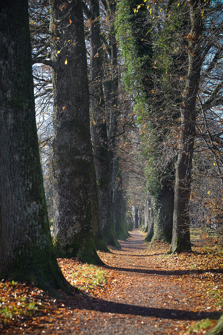die Allee Foto & Bild | natur, pflanzen, pilze & flechten, landschaft ...