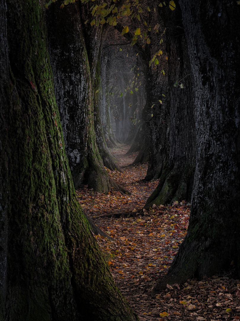 Die Allee Foto & Bild | landschaft, jahreszeiten, herbst Bilder auf ...