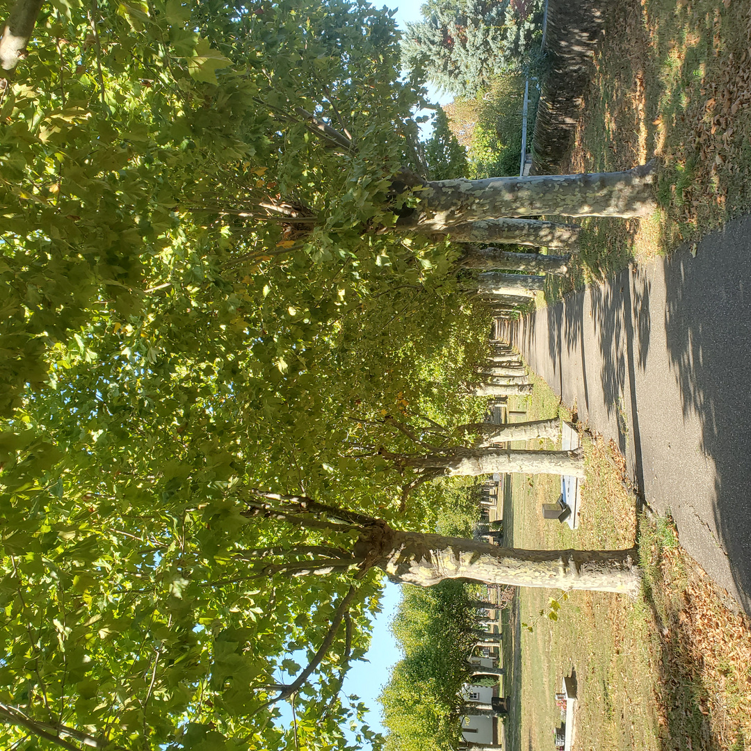 Die Allee Foto & Bild | natur, motive Bilder auf fotocommunity