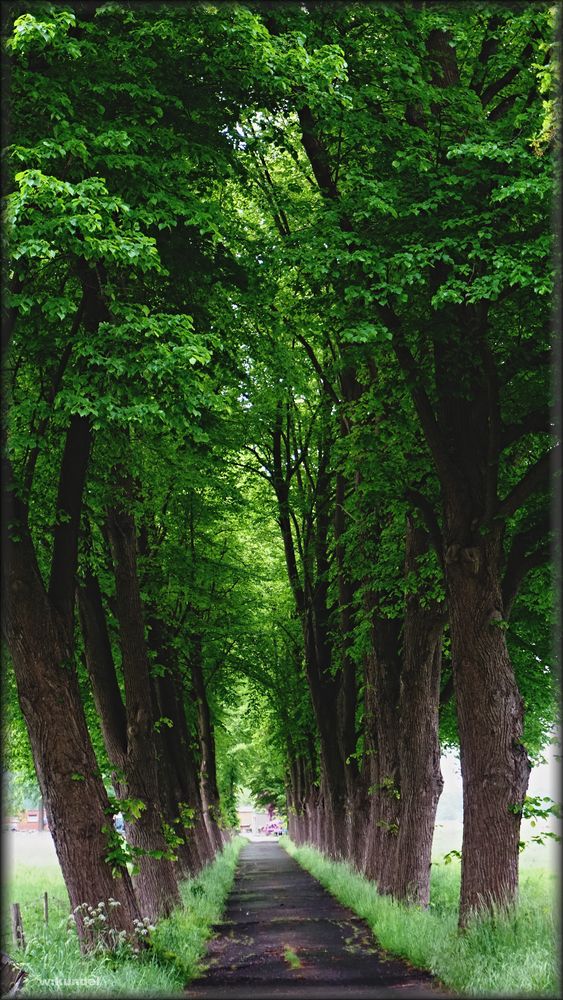die Allee der Linden (2) Foto & Bild | landschaft, alleen, wege und ...