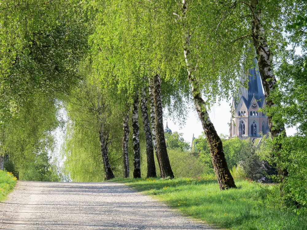 Die Allee Foto & Bild | sommer, bäume, natur Bilder auf fotocommunity