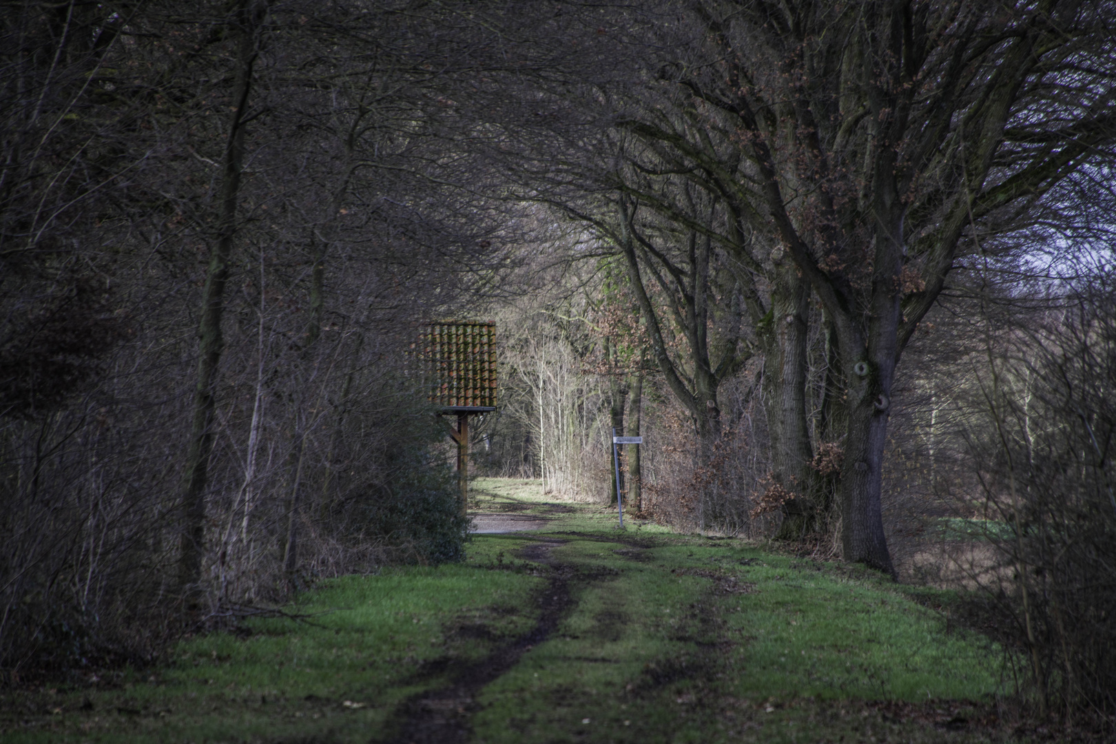 Die Allee zum Kanal Foto & Bild | landschaft, alleen, natur allg ...