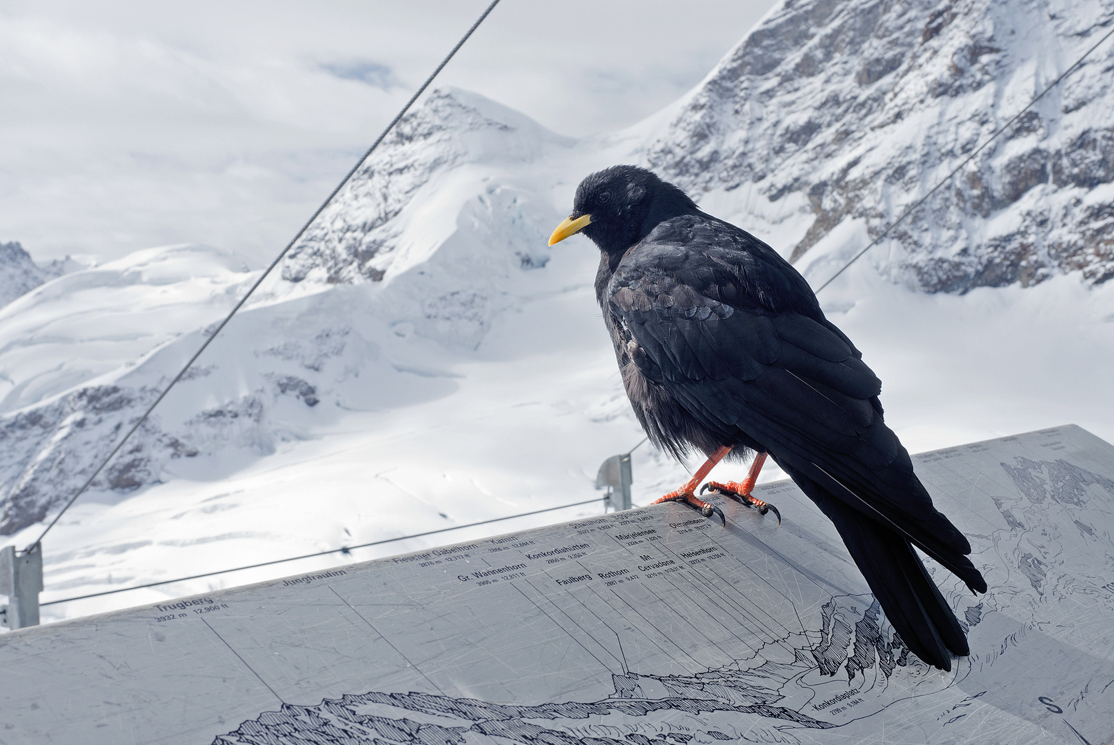 Die Alpendohle Foto & Bild | europe, schweiz & liechtenstein, tiere ...
