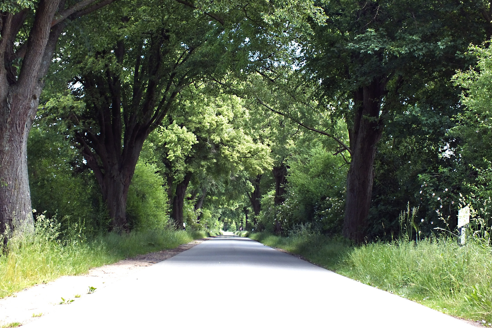die alte Allee Foto & Bild | landschaft, alleen, natur Bilder auf ...