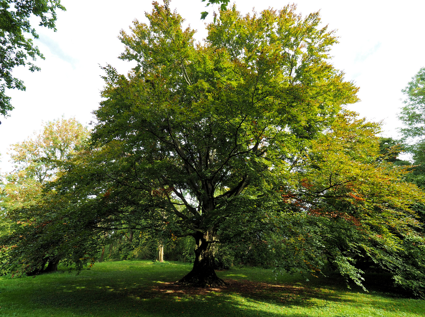 Die Alte Buche.... Foto & Bild | bäume Bilder auf fotocommunity