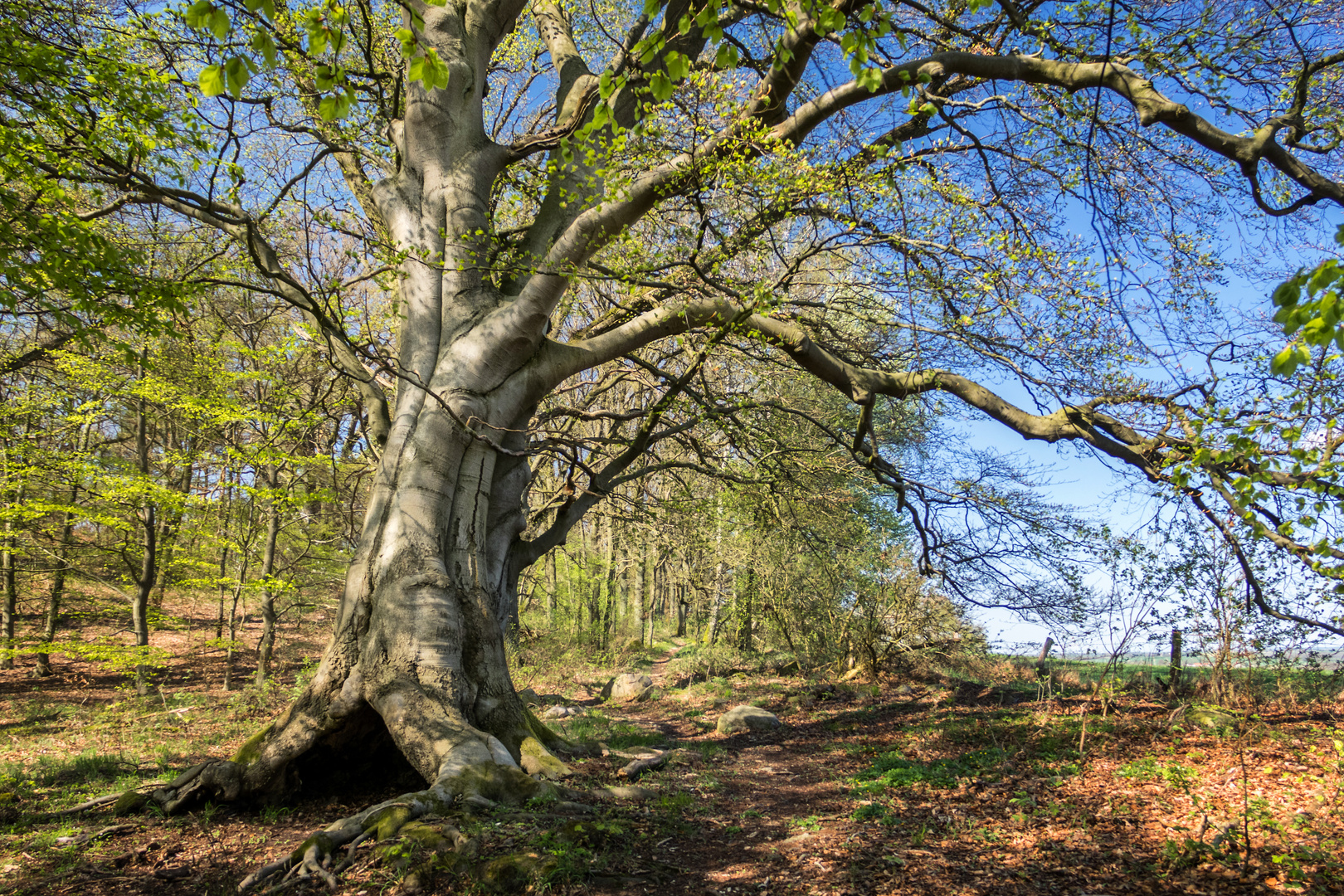 die alte Buche Foto & Bild | deutschland, europe, mecklenburg- vorpommern Bilder auf fotocommunity