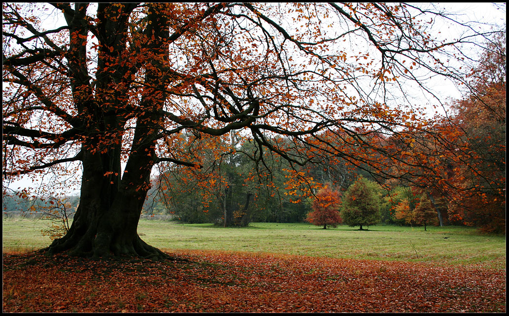 Die alte Buche... Foto & Bild | jahreszeiten, herbst, ludwigslust Bilder auf fotocommunity