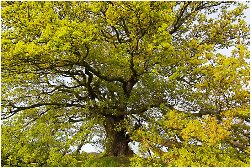 Die alte Eiche.. Foto & Bild | deutschland, europe, mecklenburg ...