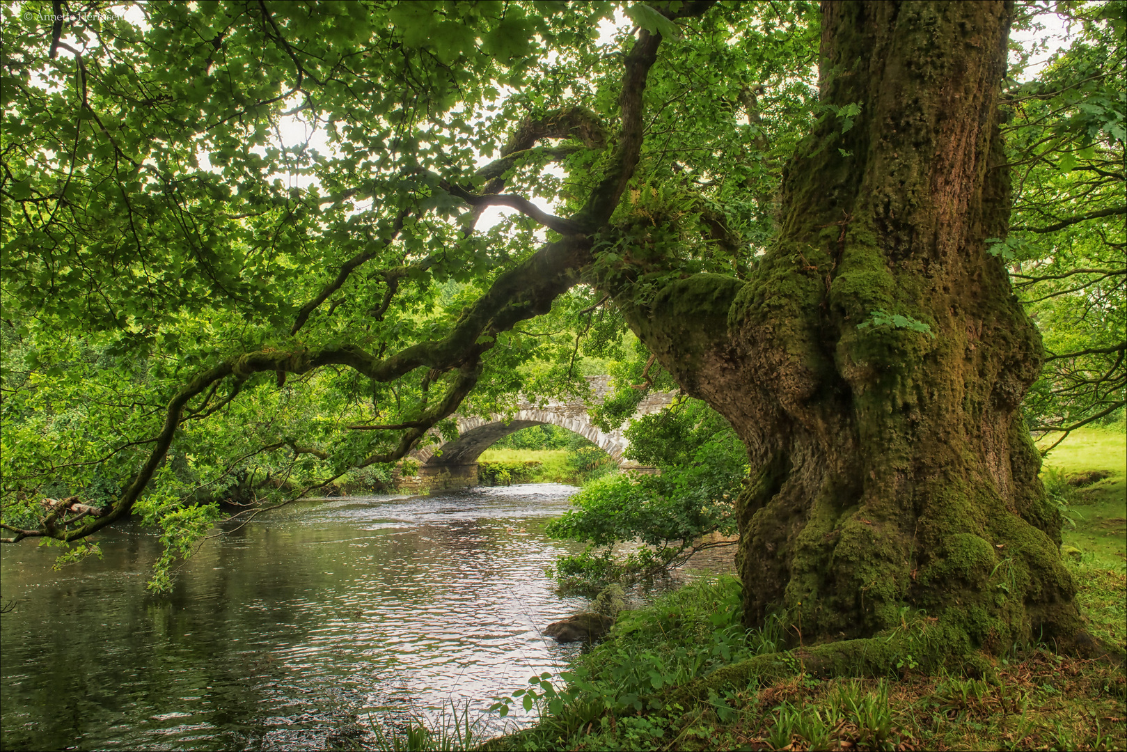 Die alte Eiche Foto & Bild | fotos, nikon, uk Bilder auf fotocommunity